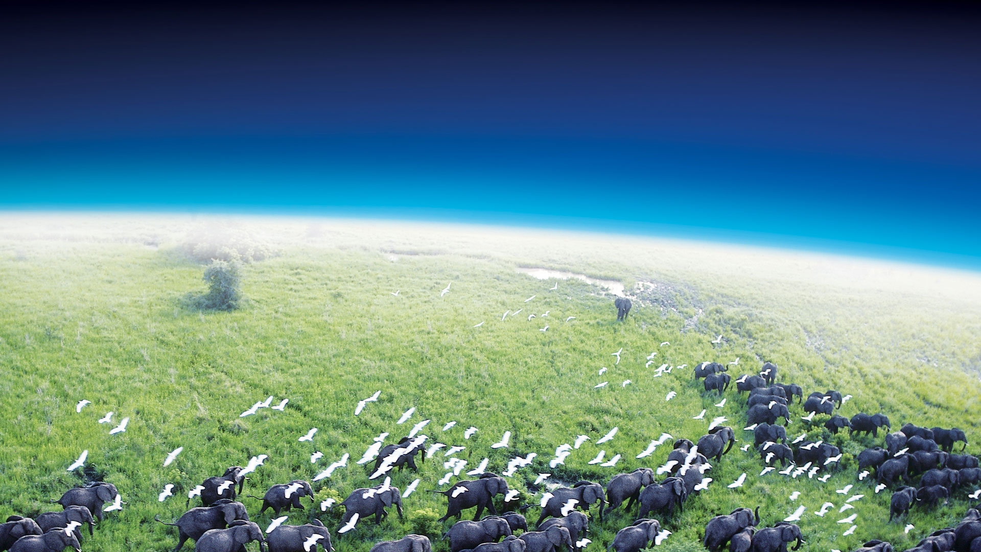 Watch Planet Earth Online | Stream Seasons 1-2 Now | Stan