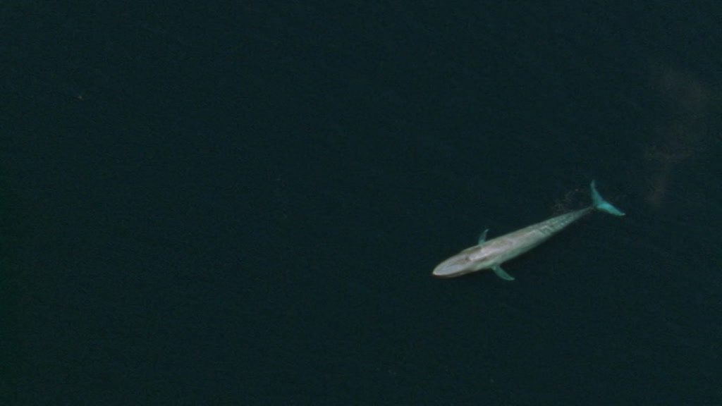 Watch Blue Planet Online | Stream Season 1 Now | Stan