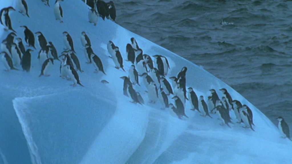 Watch Blue Planet Online | Stream Season 1 Now | Stan