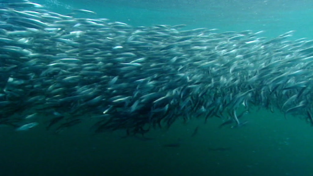 Watch Blue Planet Online | Stream Season 1 Now | Stan