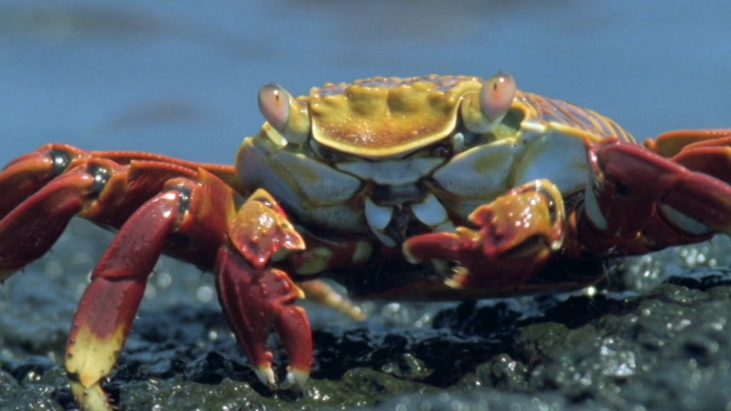 Watch Blue Planet Online | Stream Season 1 Now | Stan