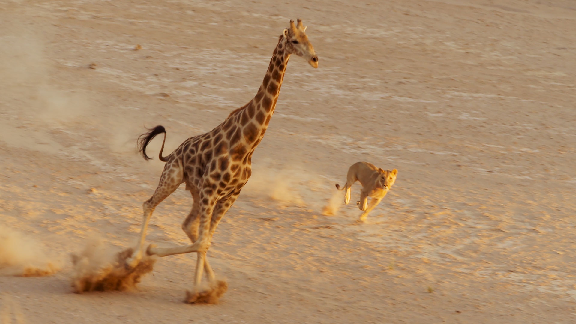 Watch Planet Earth 2 Online | Now Streaming