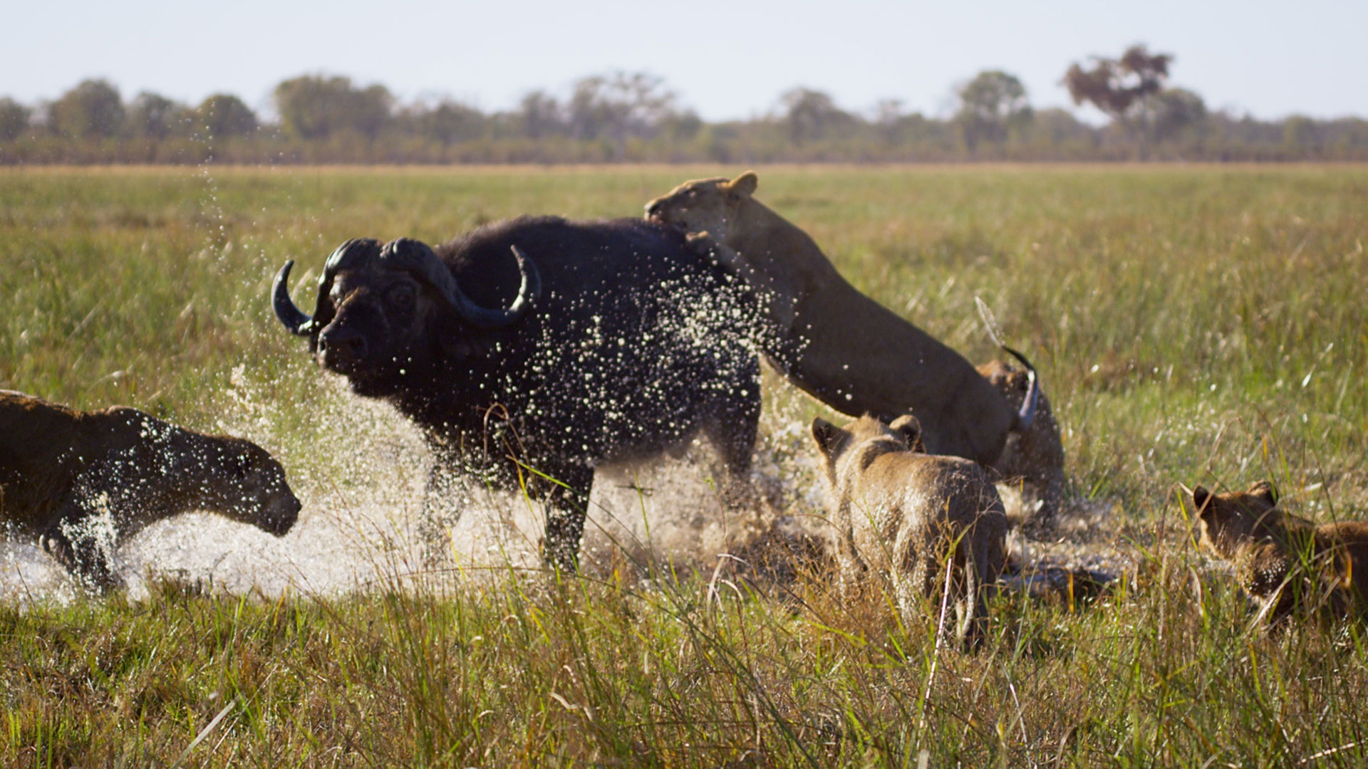 Watch Planet Earth 2 Online | Now Streaming