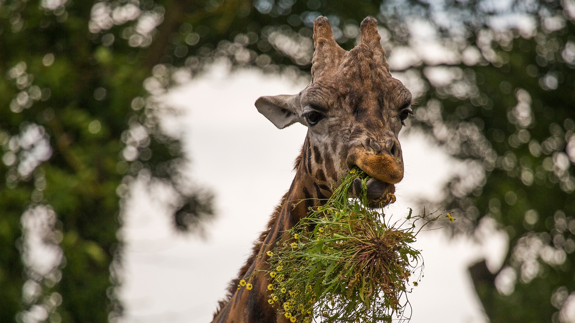 Watch The Zoo Online | Stream Season 1 Now | Stan