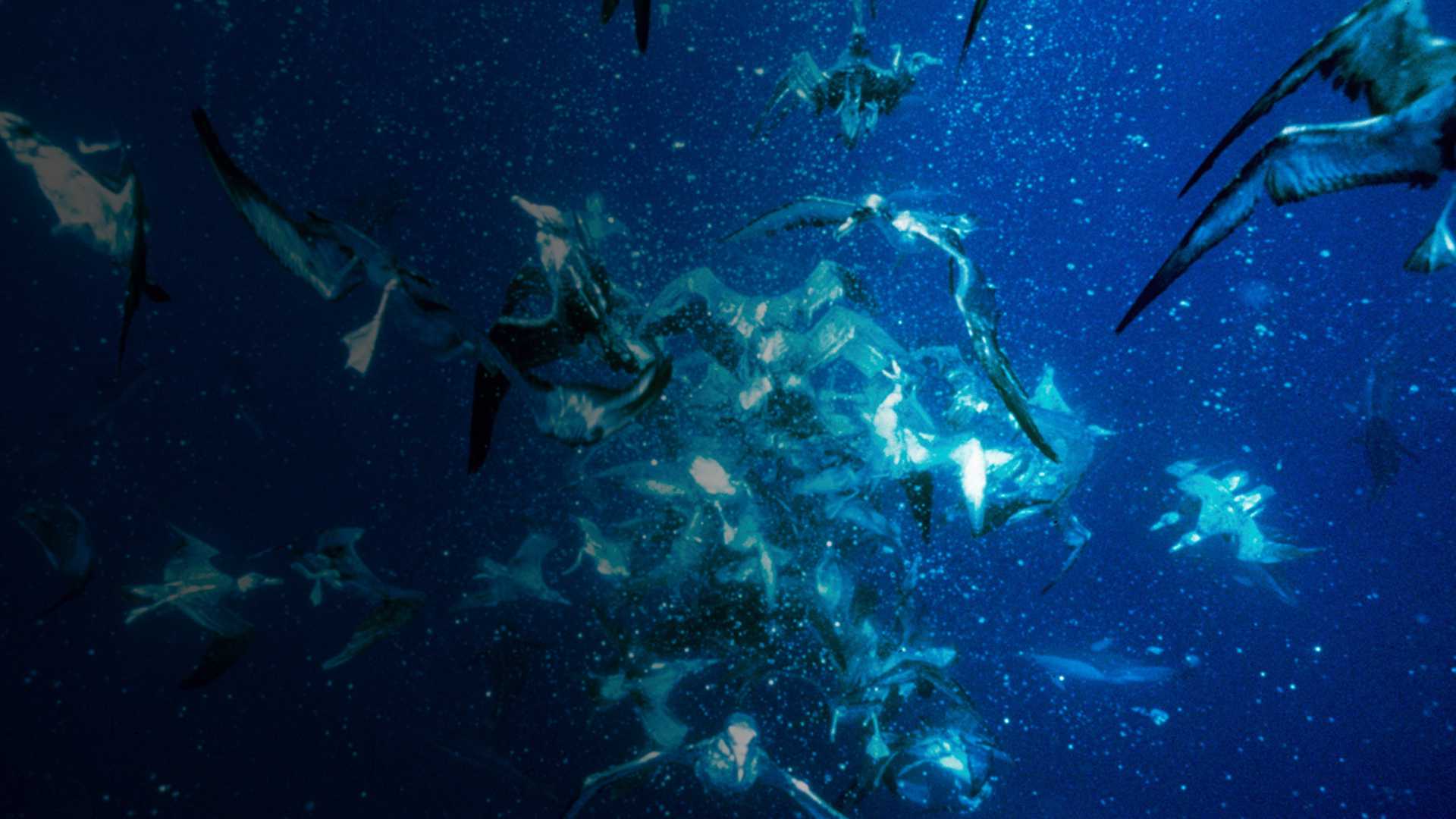 Watch Blue Planet Online | Stream Season 1 Now | Stan