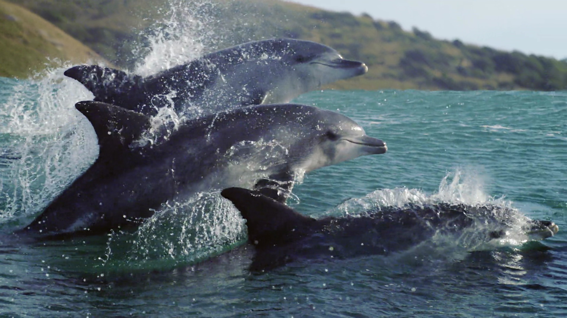 Watch Blue Planet II Online | Stream Season 1 Now | Stan