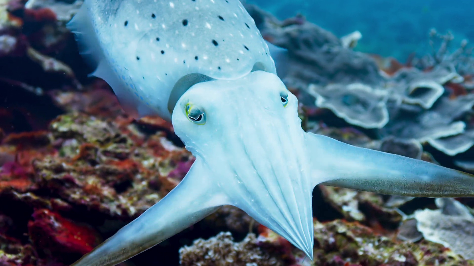 Watch Blue Planet II Online | Stream Season 1 Now | Stan