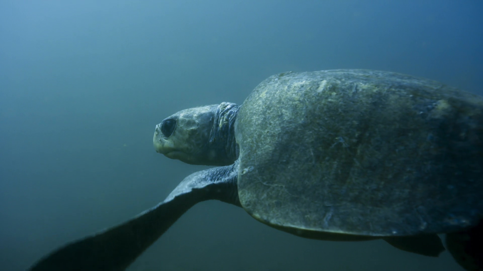 Watch Blue Planet II Online | Stream Season 1 Now | Stan