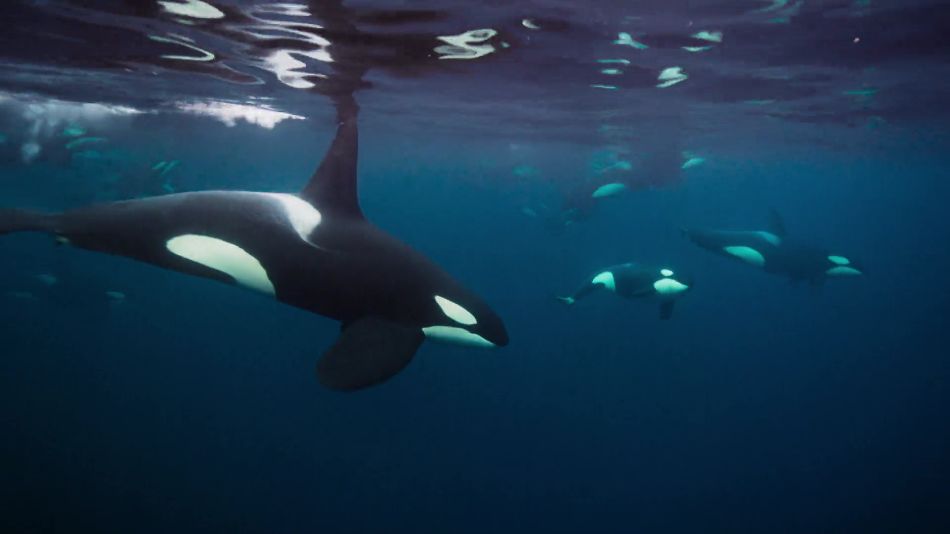 Watch Blue Planet II Online | Stream Season 1 Now | Stan