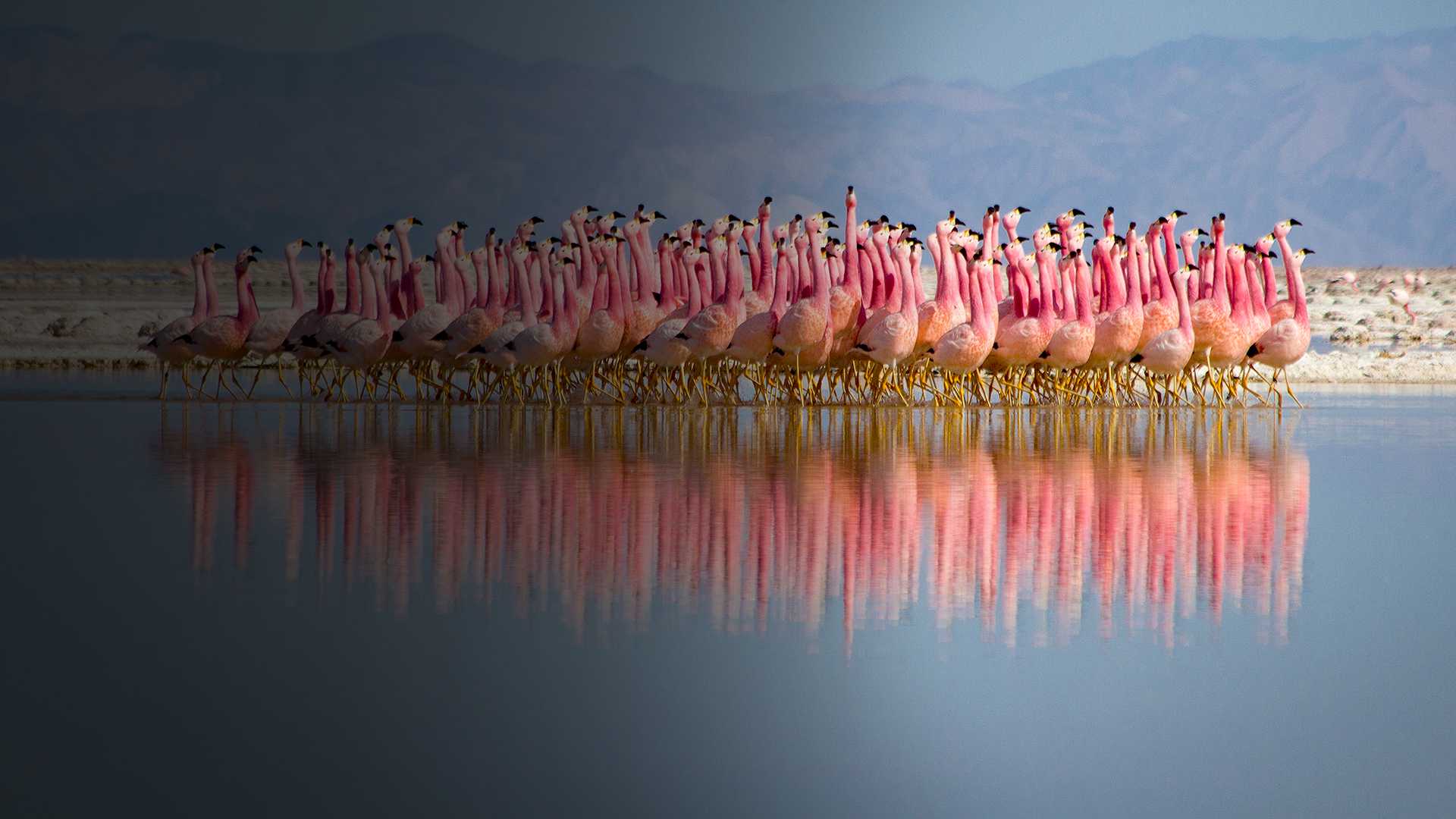 Watch Planet Earth II Diaries Online | Stream TV Shows | Stan