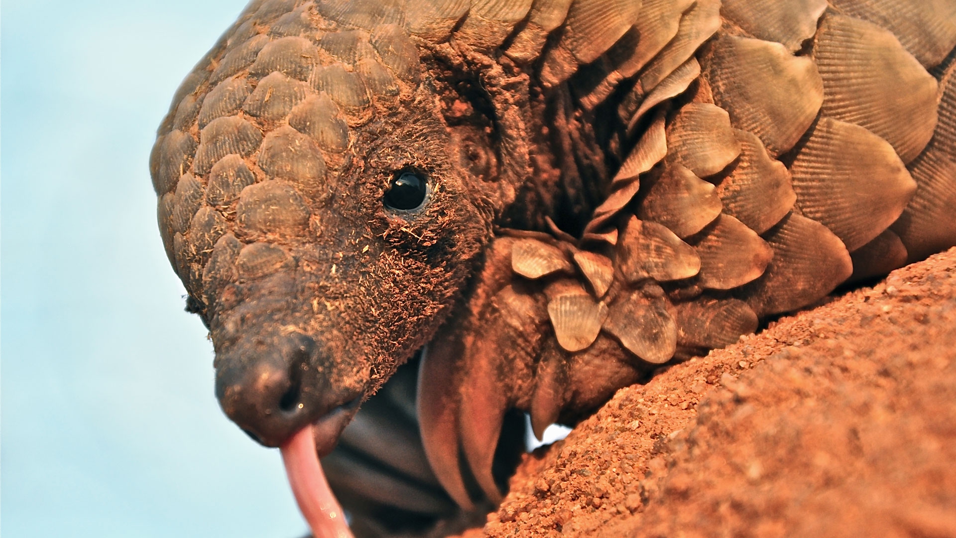 Stream Natural World: Pangolins - The World's Most Wanted Animal Online ...