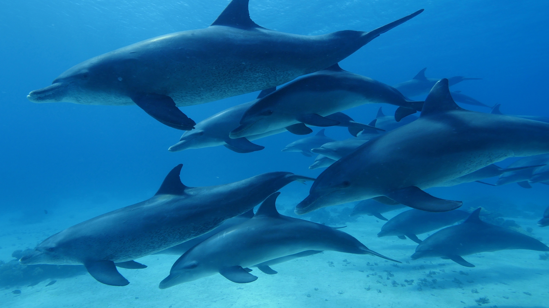 Watch Blue Planet II Online | Stream Season 1 Now | Stan