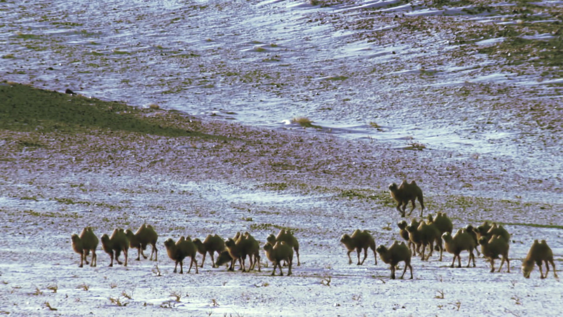 Watch Planet Earth Online | Stream Seasons 1-2 Now | Stan