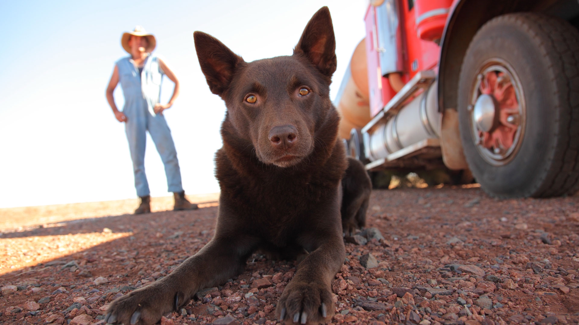 Stream Red Dog Online | Download and Watch HD Movies | Stan