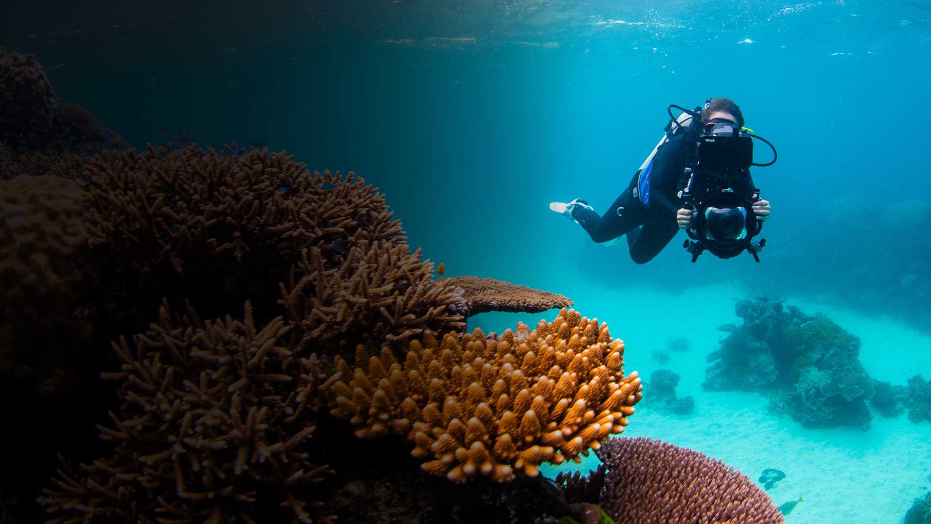 Revealed - Stan Original Documentaries