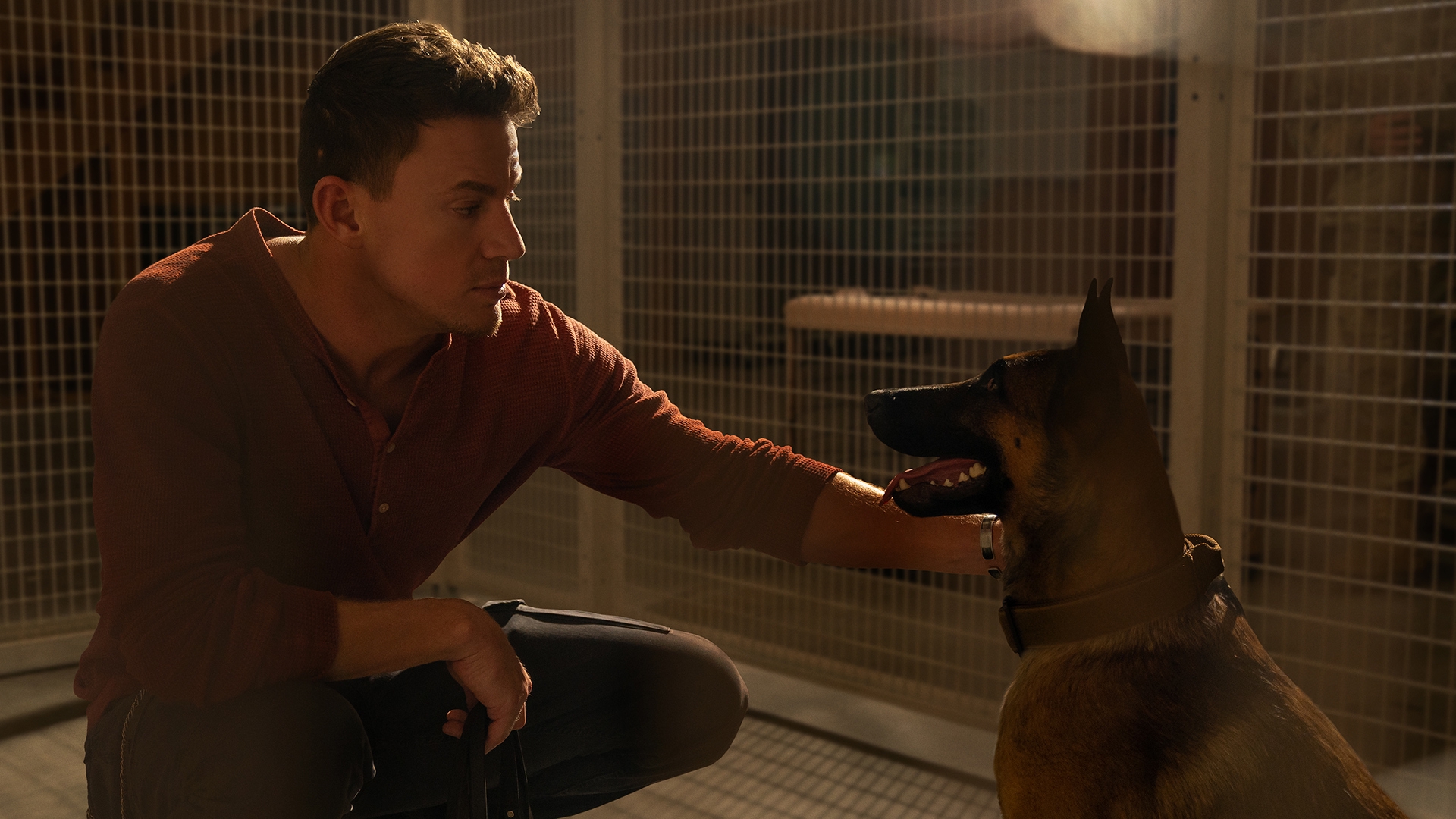 Stream Dog (2022) Online | Download and Watch HD Movies | Stan