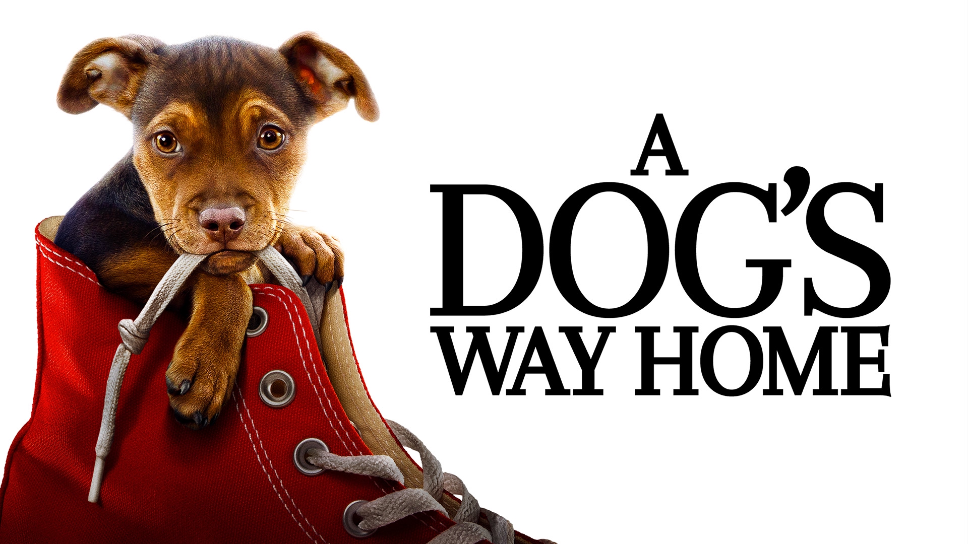 Stream A Dog's Way Home Online | Download and Watch HD Movies | Stan