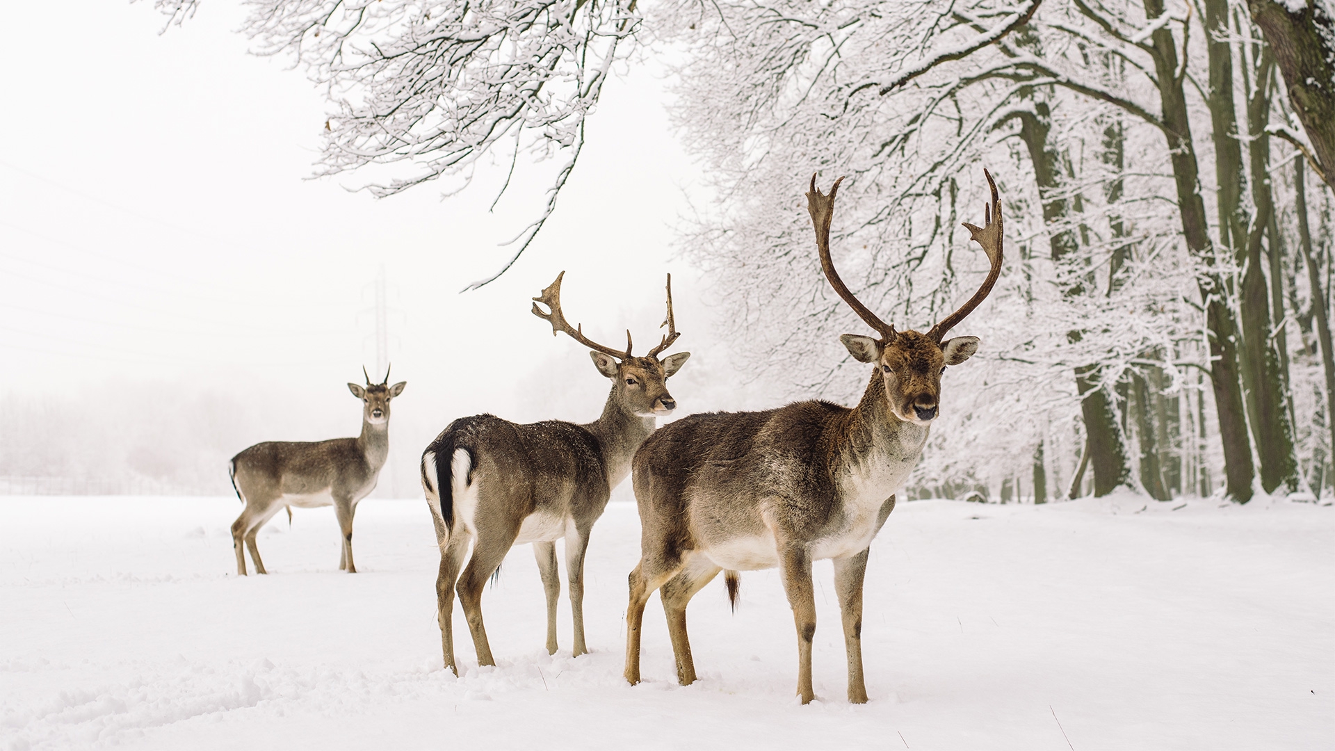 Watch Wild Winter Online | Stream Season 1 Now | Stan