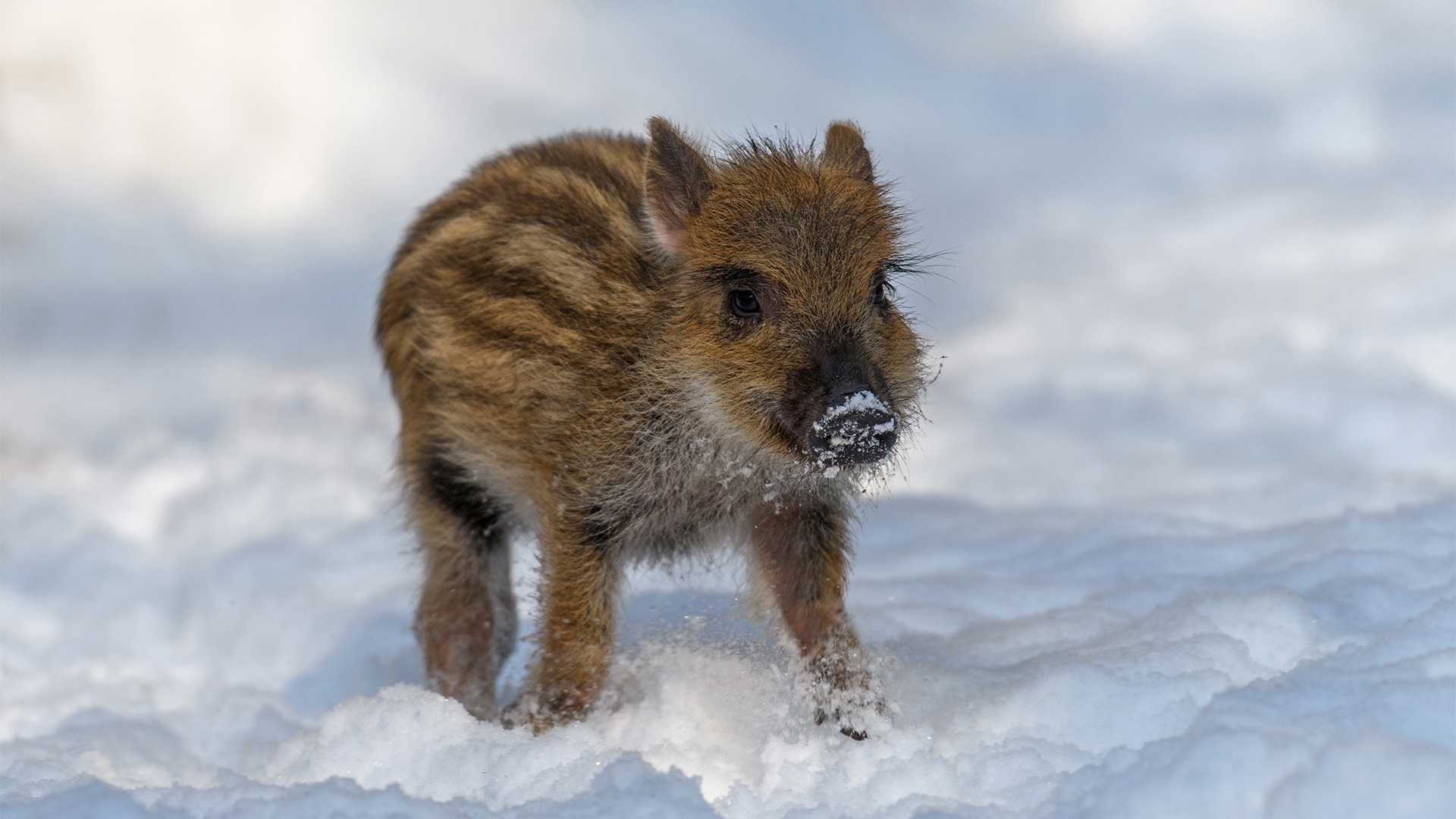 Watch Wild Winter Online | Stream Season 1 Now | Stan