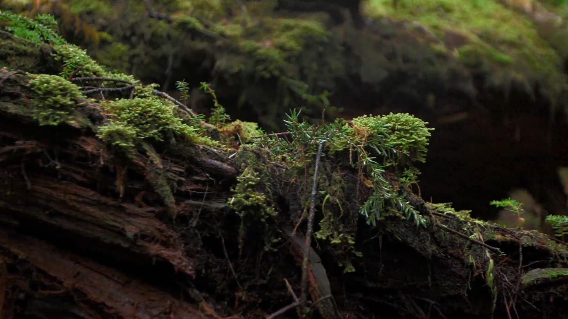 Watch Alone Season 1 Online | Stream TV Shows | Stan