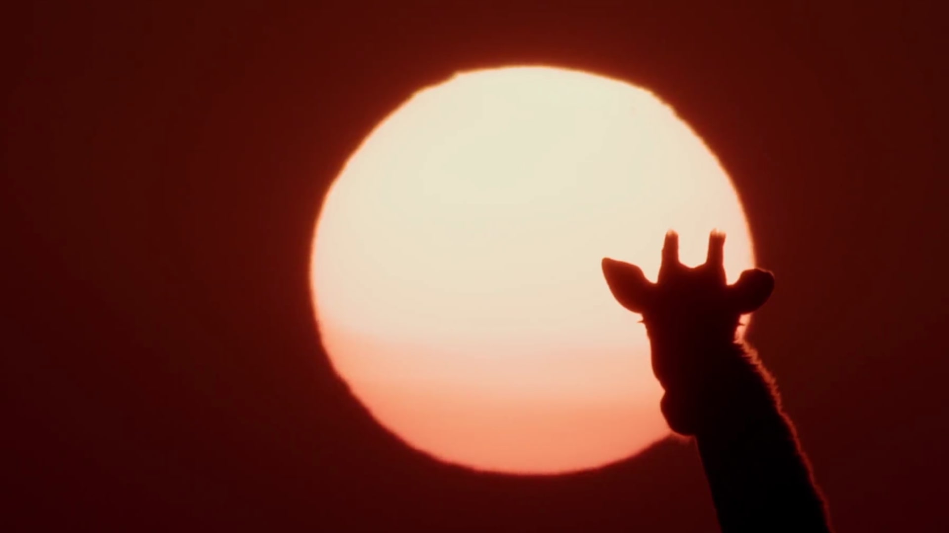 Watch Alone Season 12 Online | Stream TV Shows | Stan