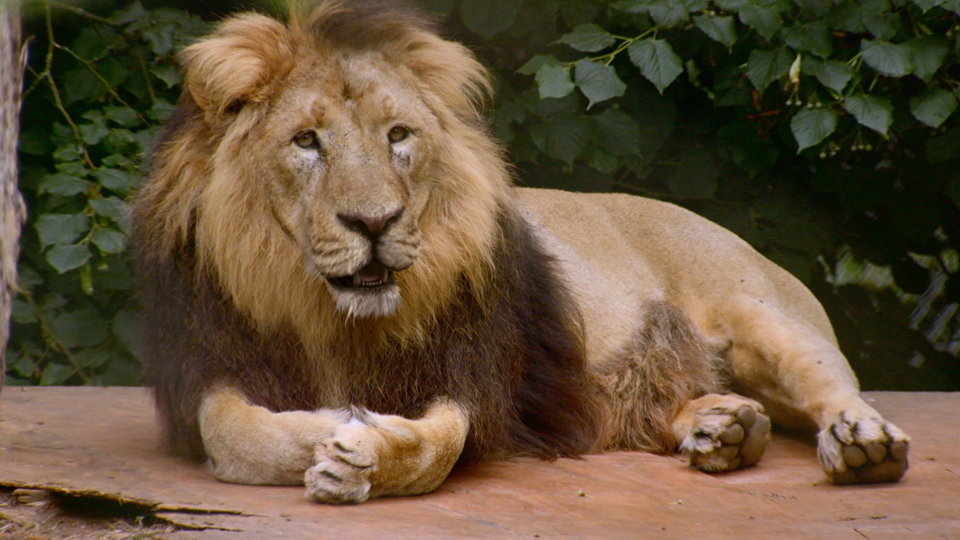Watch The Zoo Online | Stream Season 1 Now | Stan