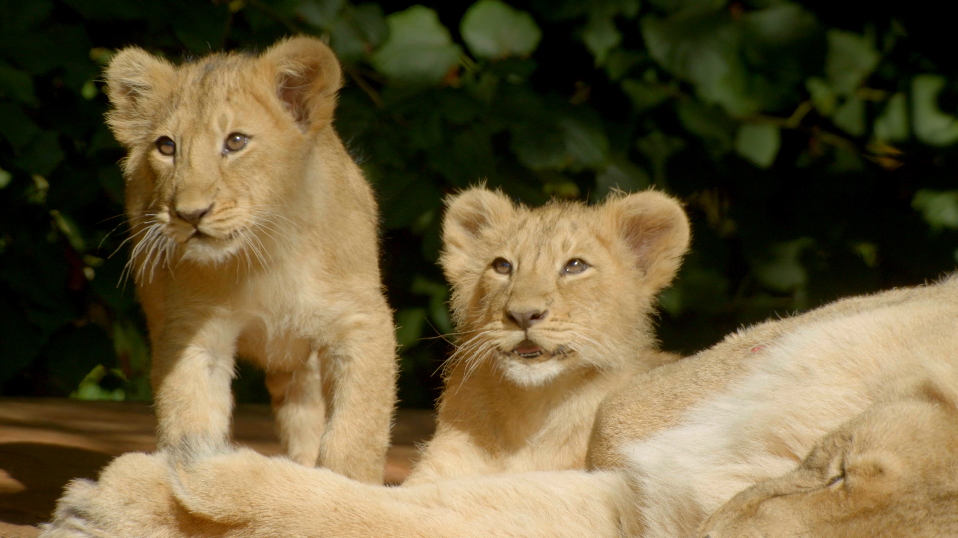 Watch The Zoo Online | Stream Season 1 Now | Stan