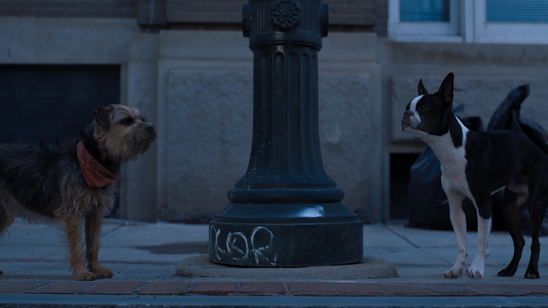 Stream Strays (2023) Online | Download and Watch HD Movies | Stan